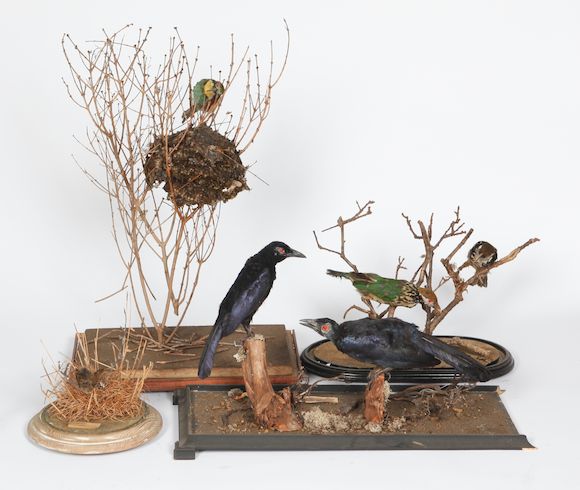 Bonhams : Four bird displays (4)