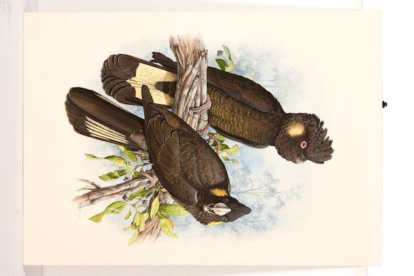 Bonhams : William T Cooper (Australian, born 1934) Cockatoos and other ...