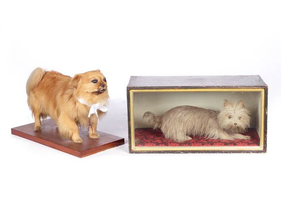 Bonhams : Two domestic pedigree pet dog displays (2)