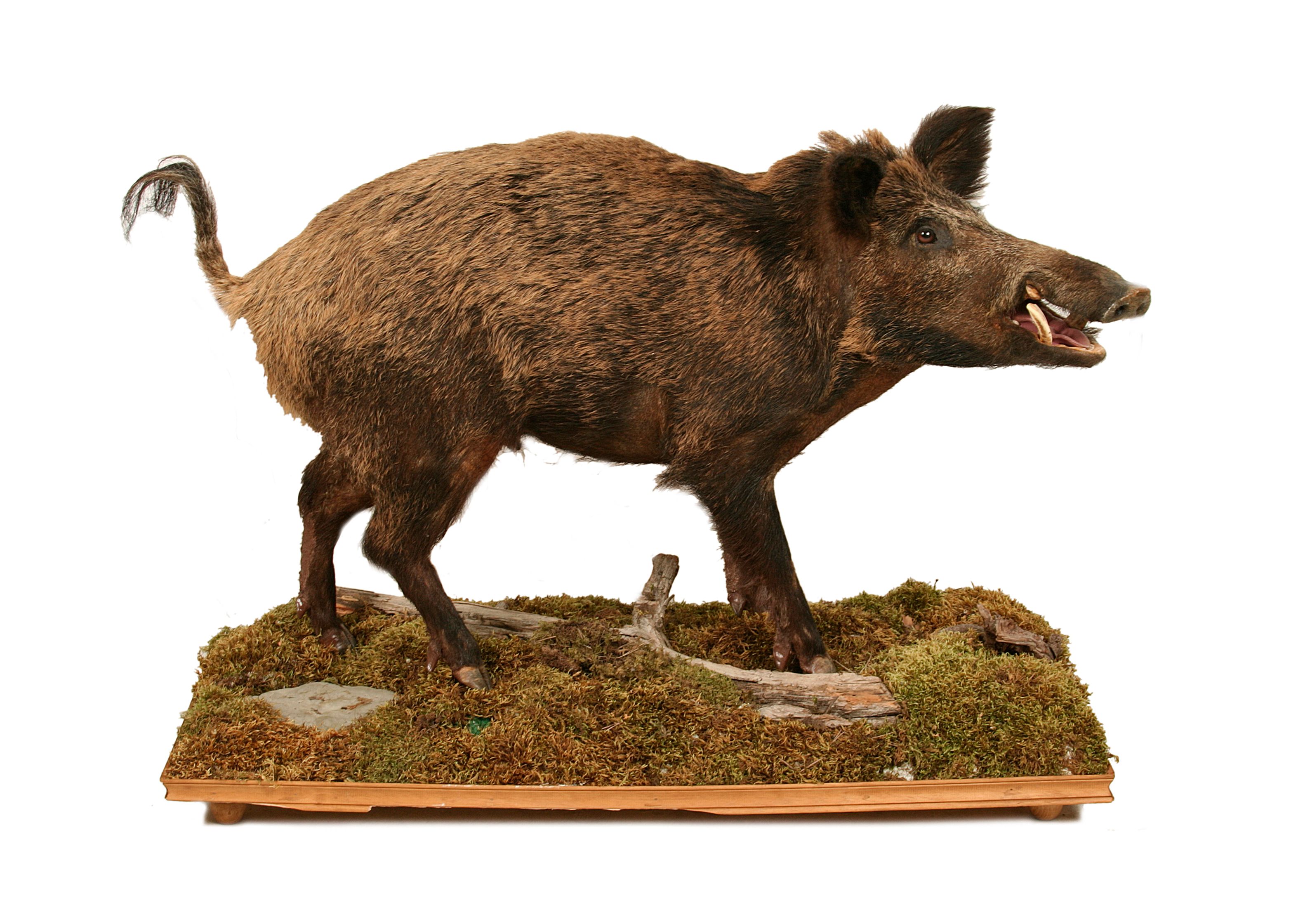 Bonhams : A full taxidermy mounted male wild boar