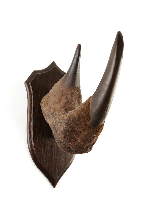 Bonhams : A mounted rhinoceros horn Early 20th century, by Rowland Ward ...