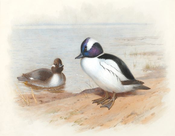 Bonhams : Archibald Thorburn (British, 1860-1935) Study of a male and ...