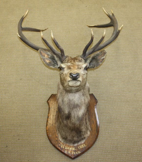 Bonhams : An early 20th century red deer stag's head trophy