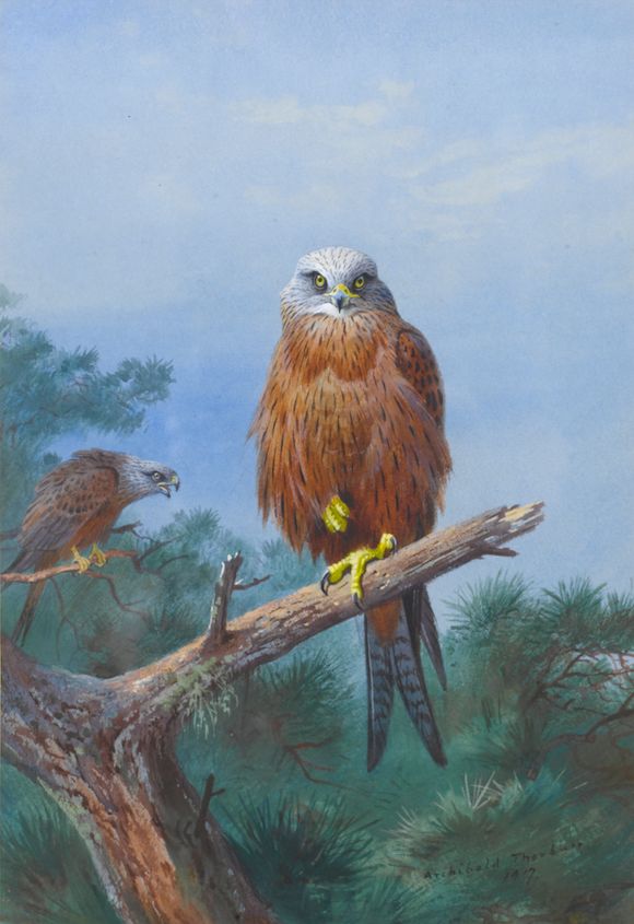 Bonhams : Archibald Thorburn (British, 1860-1935) Red Kite