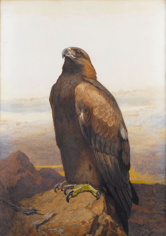 Bonhams : Archibald Thorburn (British, 1860-1935) Golden Eagle