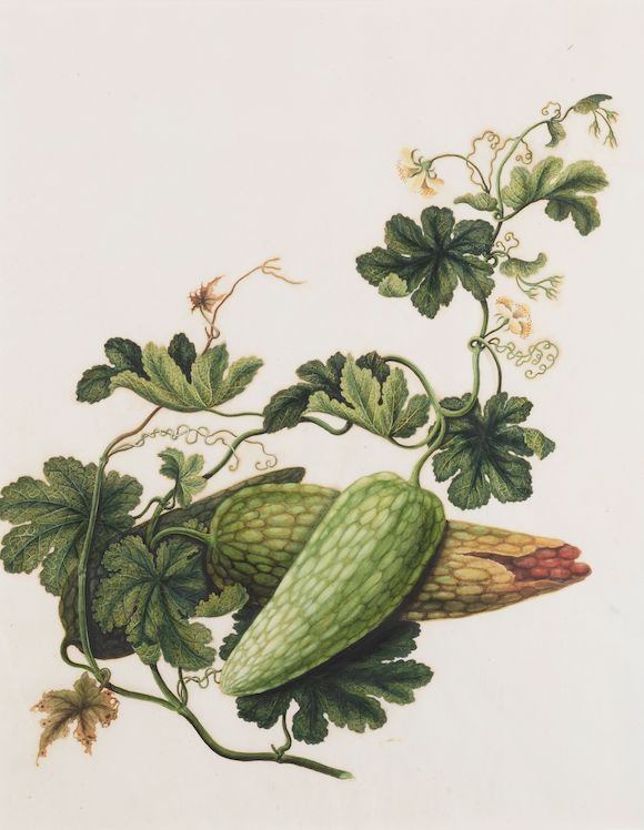 Bonhams : A study of three gourds with their leaves and trailing vines ...
