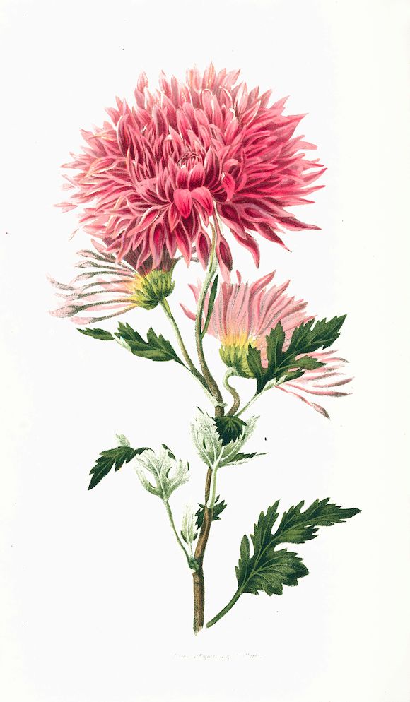 Bonhams : MORRIS (RICHARD) Flora Conspicua; a Selection of the Most ...