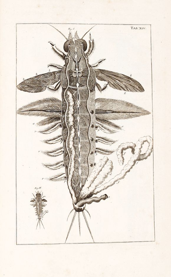 Bonhams : SWAMMERDAM (JAN) The Book of Nature; or the History of ...