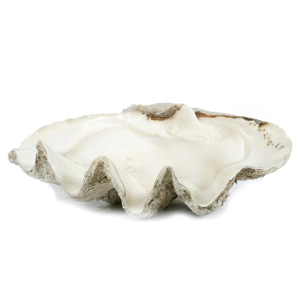 Bonhams : A giant half clam shell