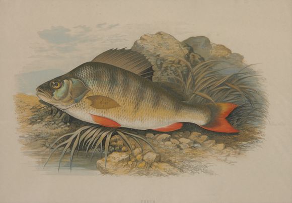 Bonhams : A set of eight coloured fish prints From Rev. Houghton's ...
