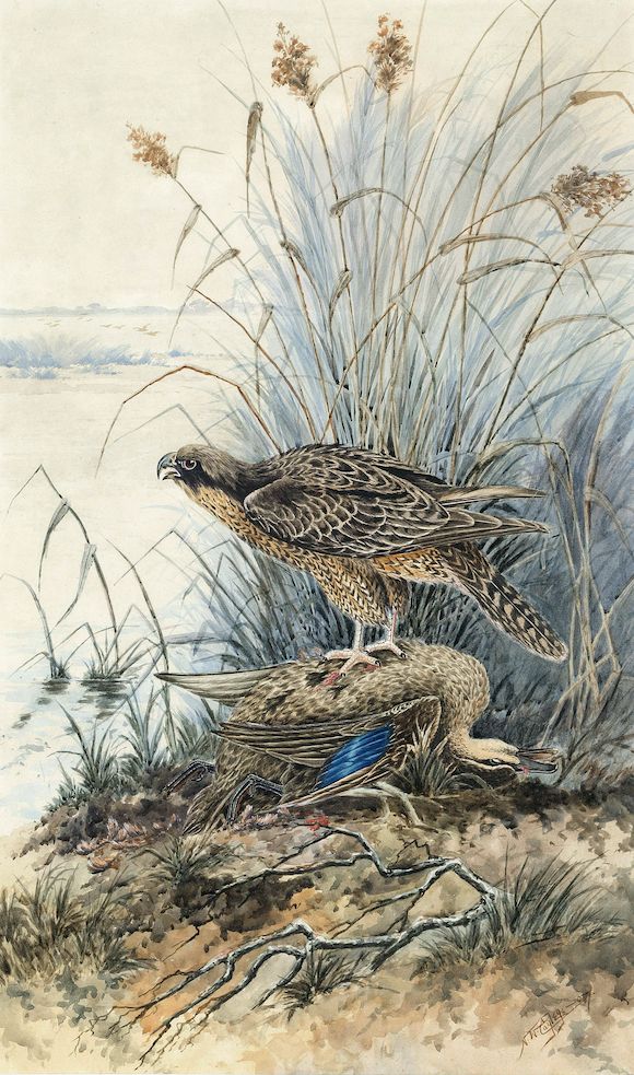 Bonhams : Neville William Cayley (Australian, 1887-1950) Bird of Prey