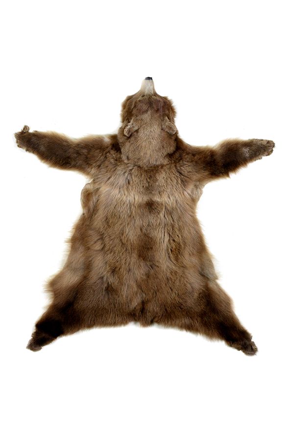 Bonhams : A grizzly bear pelt
