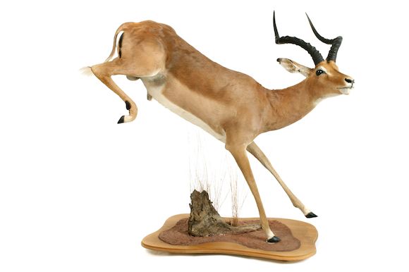 Bonhams : A fully mounted adult Impala