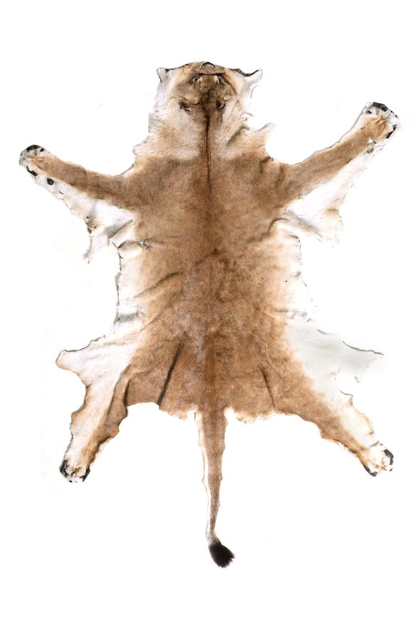 Bonhams : A young male lion skin rug