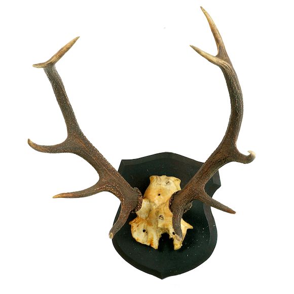 Bonhams : A pair of young adult ten point deer antlers