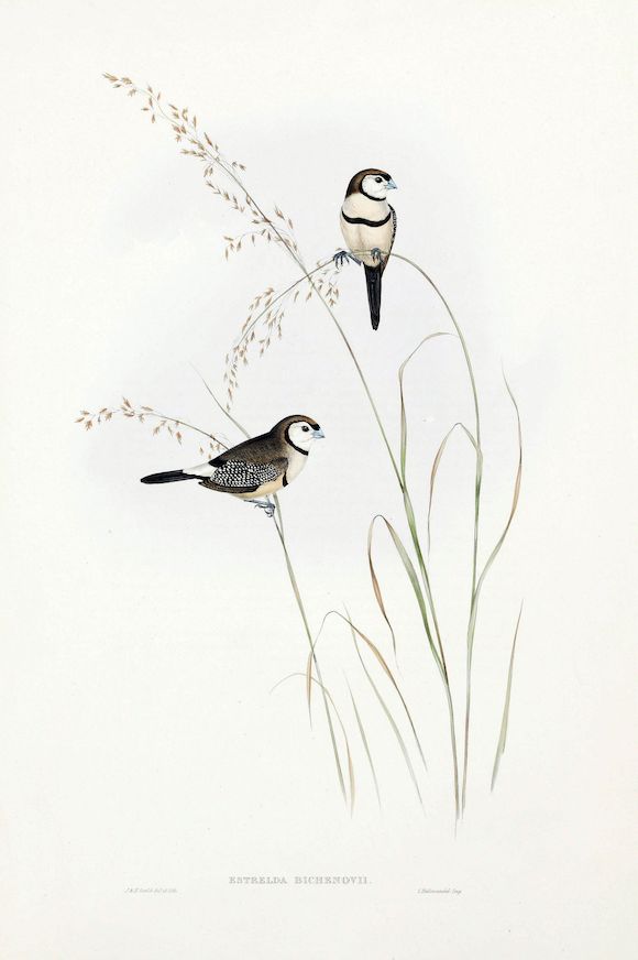 Bonhams : Bicheno's Finch (Estrelda Bichenovii). Lithograph by ...