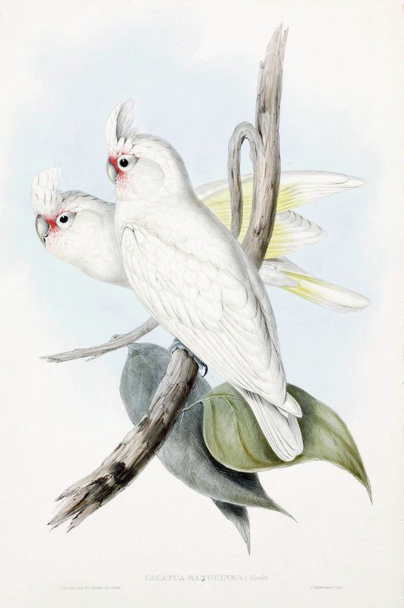 Bonhams : Blood-stained Cockatoo (Cacatua Sanguinea)
