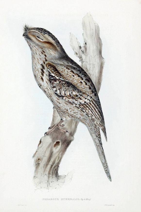 Bonhams : Tawny-shouldered Podargus (Podargus Humeralis). Lithograph by ...