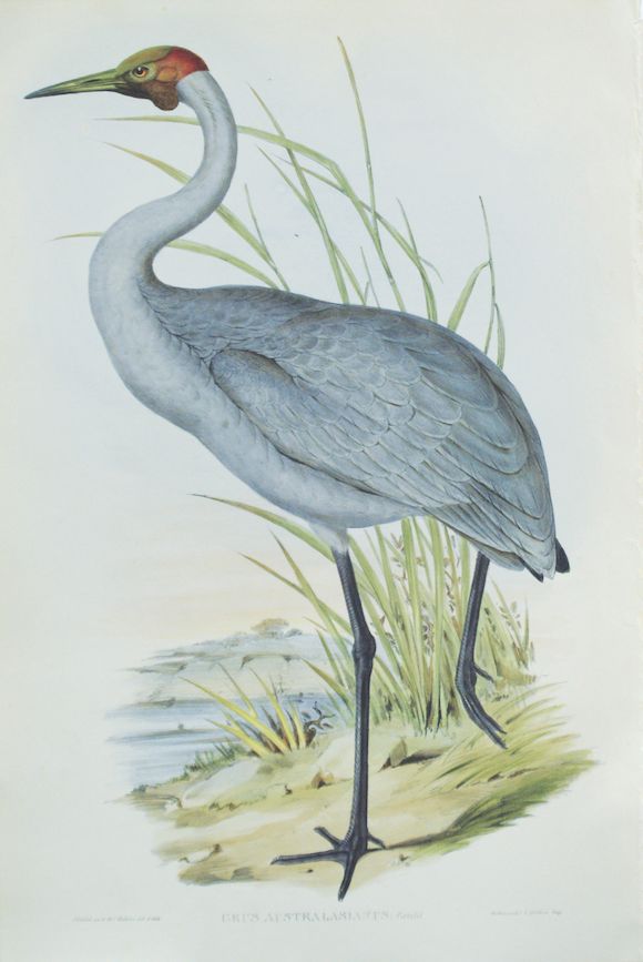 Bonhams : Australian Crane (Grus Australasianus)