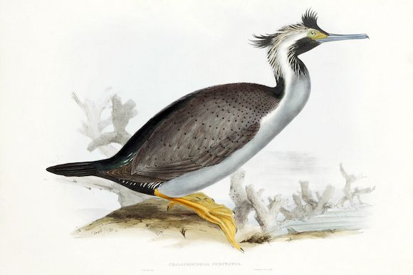 Bonhams : Spotted Cormorant (Phalacrocorax Punctatus). Lithograph by ...