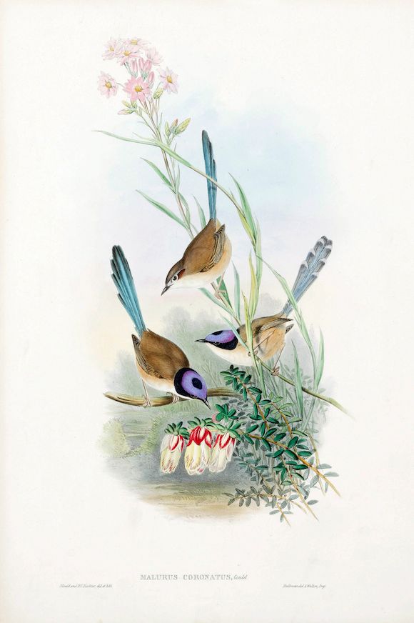 Bonhams : Crowned Wren (Malurus Coronatus)