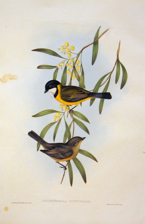 Bonhams : Guttural Pachycephala (Pachycephala Gutturalis)