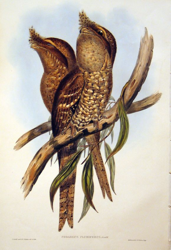 Bonhams : Plumed Podargus (Podargus Plumiferus)