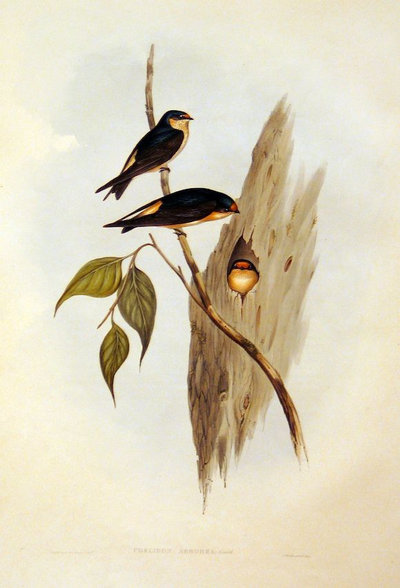 Bonhams : Tree Martin (Collocalia Arborea)