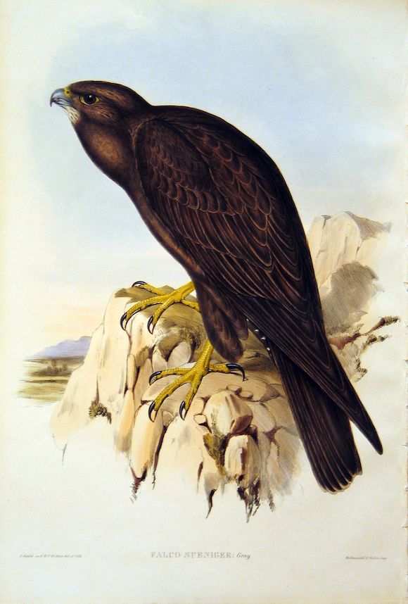 Bonhams : Black Falcon (Falco Subniger)