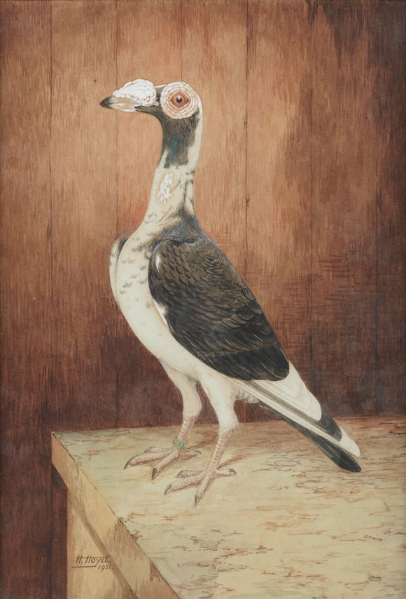 Bonhams : Harry Hoyle (British, 20th century), 20th century Darwin ...