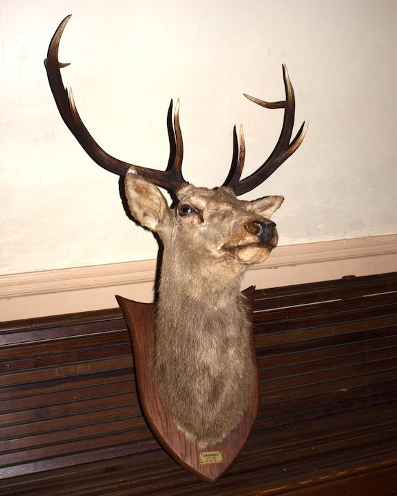 Bonhams : A preserved red deer head (cervus elaphus)