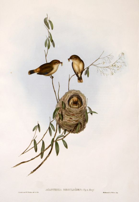 Bonhams : Regulus-like Acanthiza (Acanthiza Reguloides)