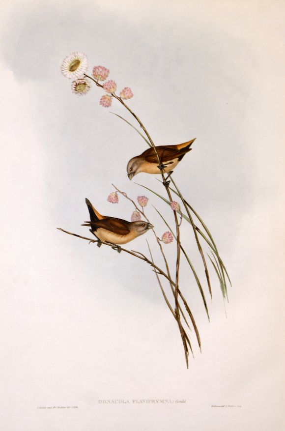 Bonhams : Yellow-rumped Finch (Donacola Flaviprymna)