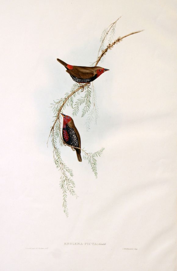Bonhams : Painted Finch (Emblema Picta)