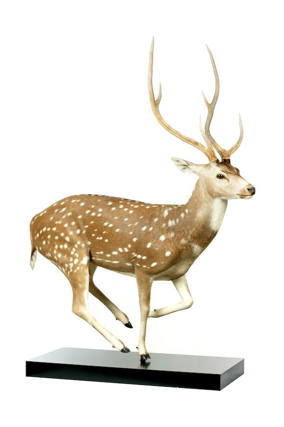 Bonhams : A fully mounted Indian Chital deer stag