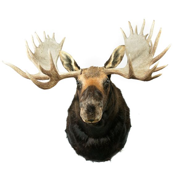 Bonhams : A large Canadian moose trophy head