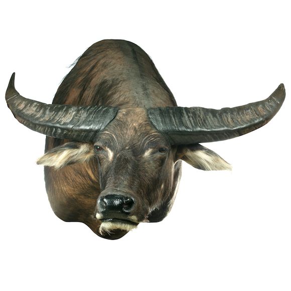 Bonhams : A large Asiatic water buffalo bull shoulder mount