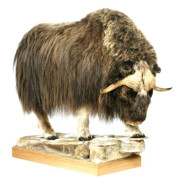 Bonhams : A rare full size mount of a Bull Canadian Musk Ox
