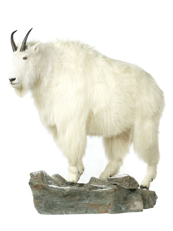 Bonhams : A life-size mount of a rocky mountain goat from North America
