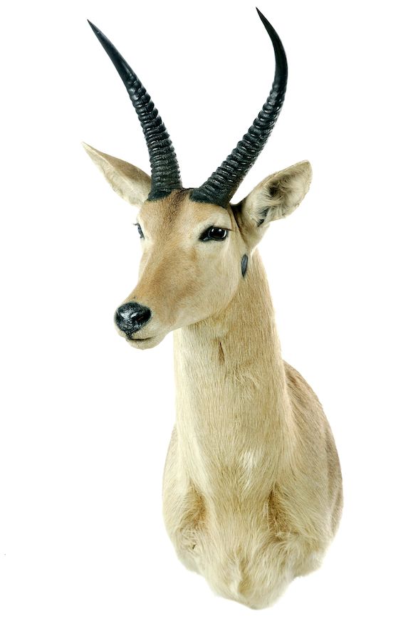 Bonhams : A common Reedbuck antelope shoulder mount from Southern Africa