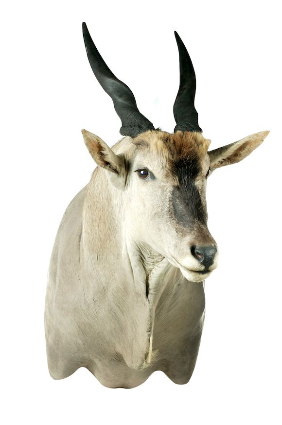 Bonhams : A shoulder mount Livingstone's Eland Bull from Zimbabwe