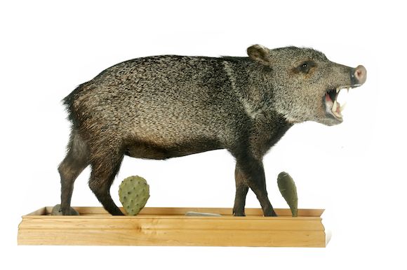 Bonhams : A life-size North American Collared Peccary