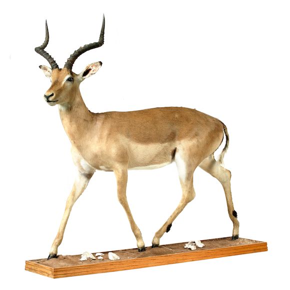Bonhams : A life-size mount of a Southern Impala Ram