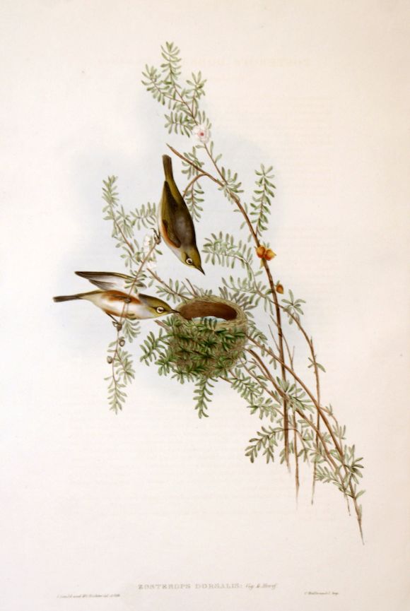 Bonhams : Grey-backed Zosterops (Zosterops Dorsalis)