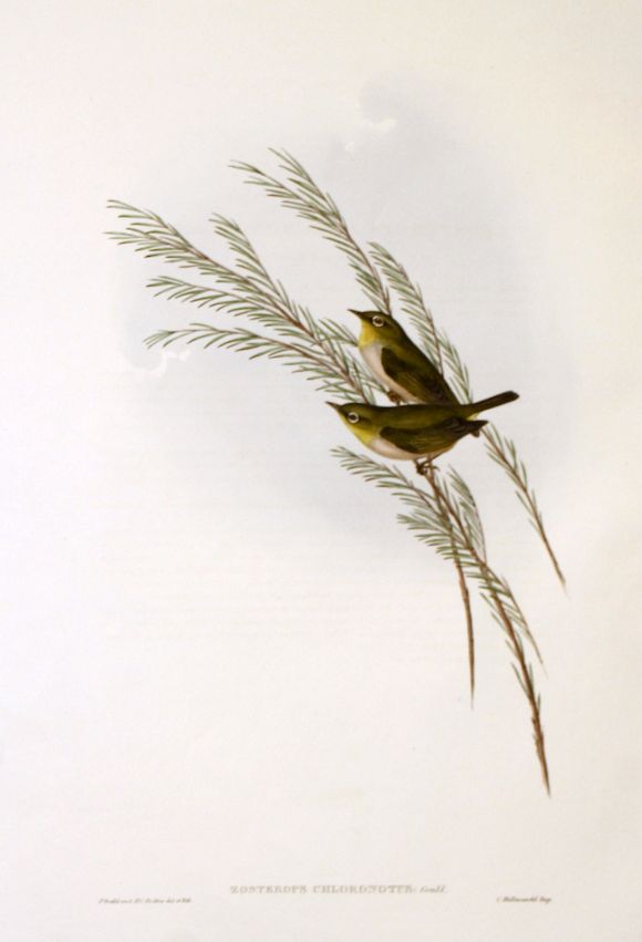 Bonhams : Green-backed Zosterops (Zosterops Chloronotus)
