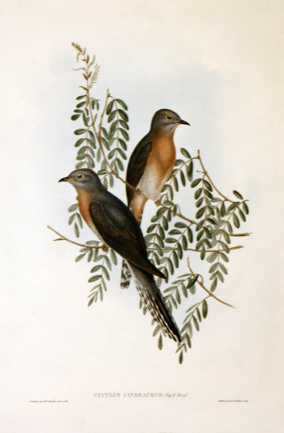 Bonhams : Ash-coloured Cuckoo (Cuculus Cineraceus)