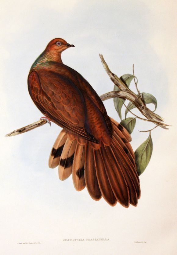 Bonhams : Pheasant-tailed Pigeon (Macropygia Phasianella)