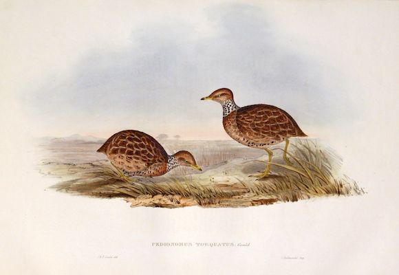 Bonhams : Collared Plain Wanderer (Pedionomus Torquatus). Lithograph by ...