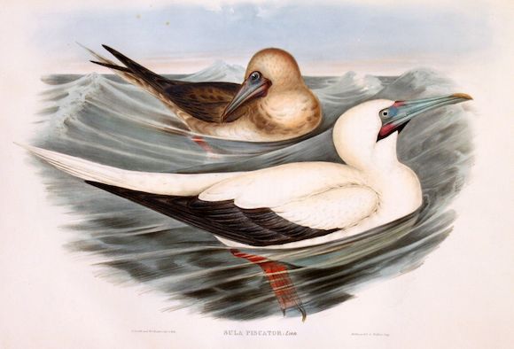 Bonhams : Red-legged Gannet (Sula Piscator)