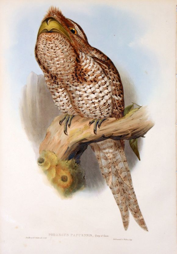 Bonhams : Papuan Podargus (Podargus Papuensis)